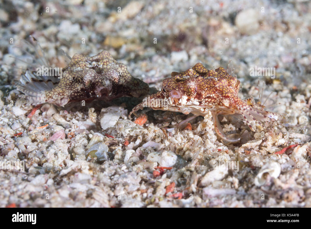 Seamoth (Pegasidae) fish on the bottom of the sea Stock Photo - Alamy