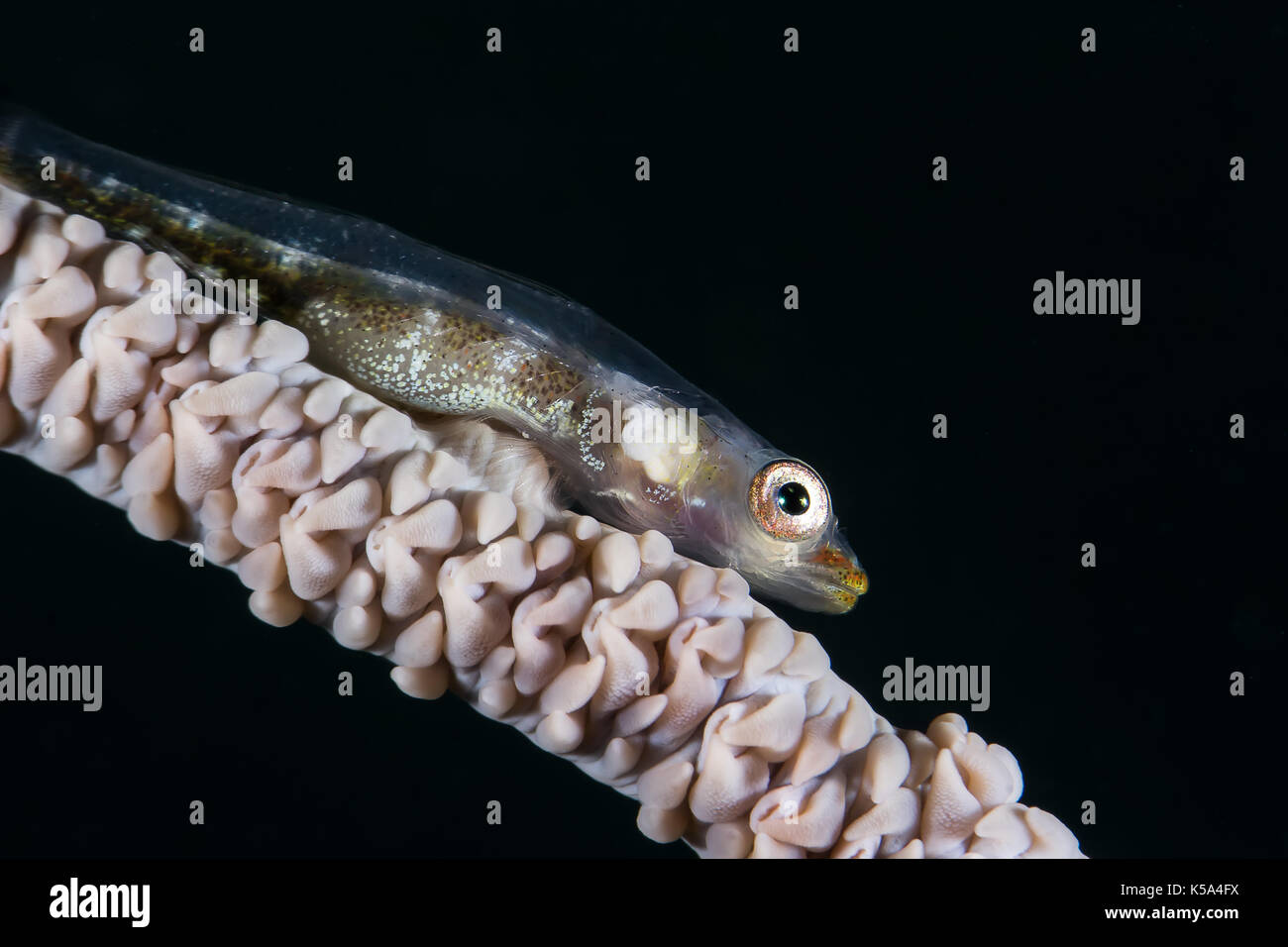 The Whip Goby on Gorgonian Coral in the coral reef Stock Photo - Alamy