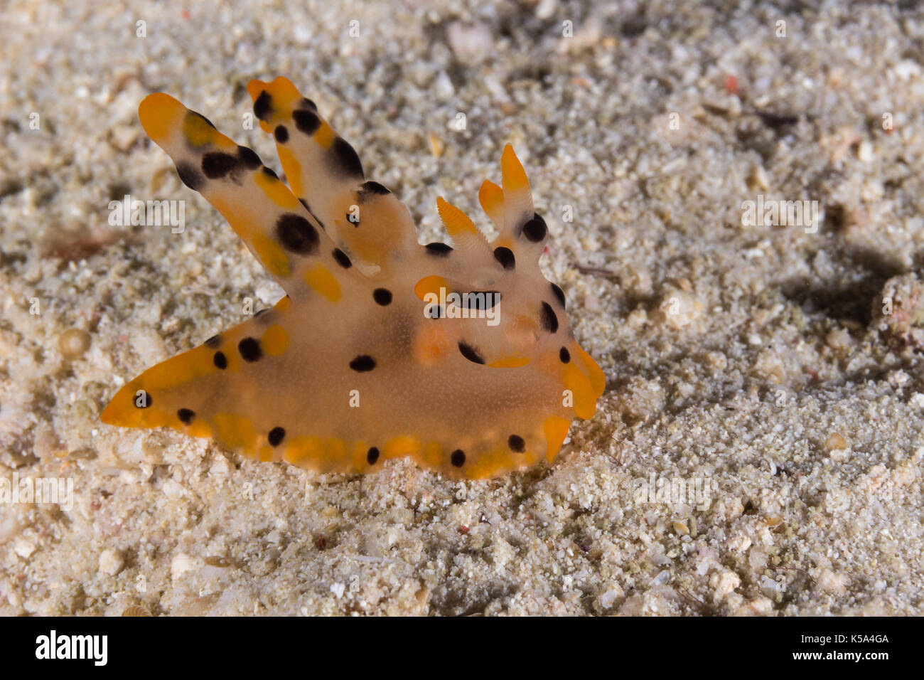 Sea slug on hi-res stock photography and images - Alamy