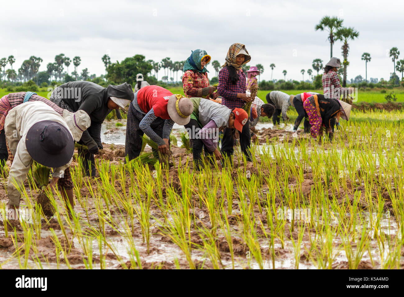 Farmers harvest rice at a rice field hi-res stock photography and ...