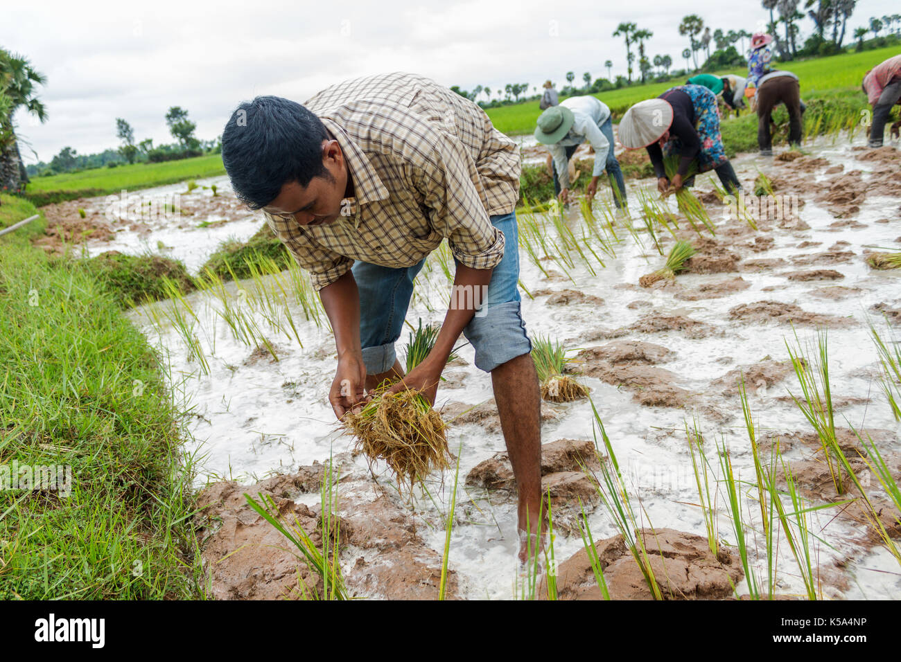 Cambodian rice farmer hi-res stock photography and images - Alamy