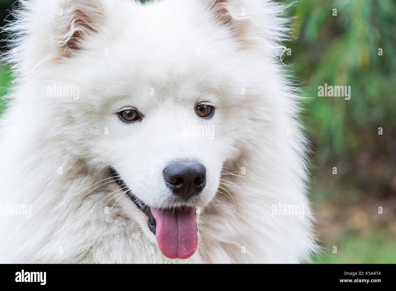 Samoyed Sled High Resolution Stock Photography and Images - Alamy