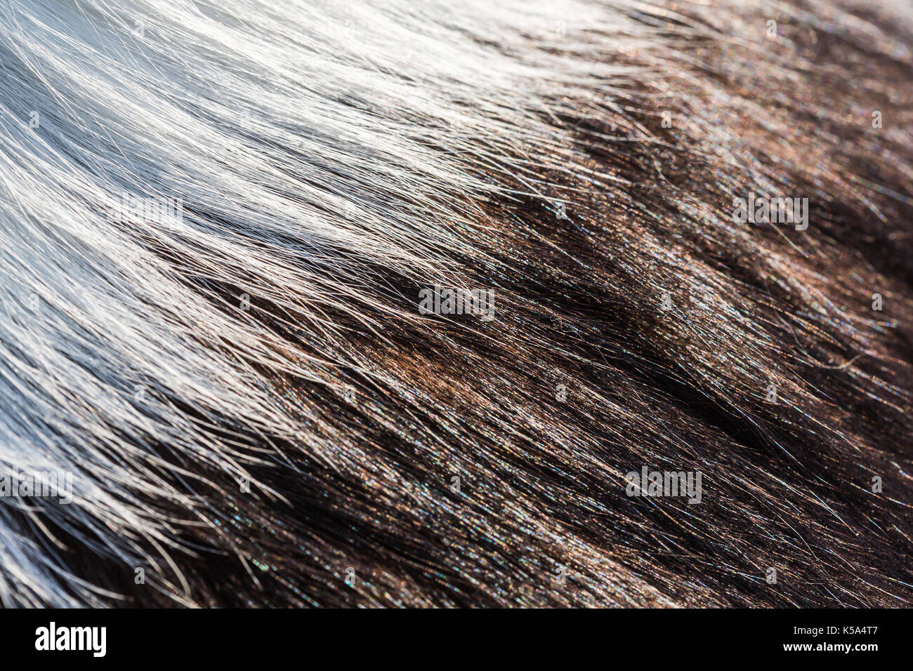 Buffalo fur texture hi-res stock photography and images - Alamy
