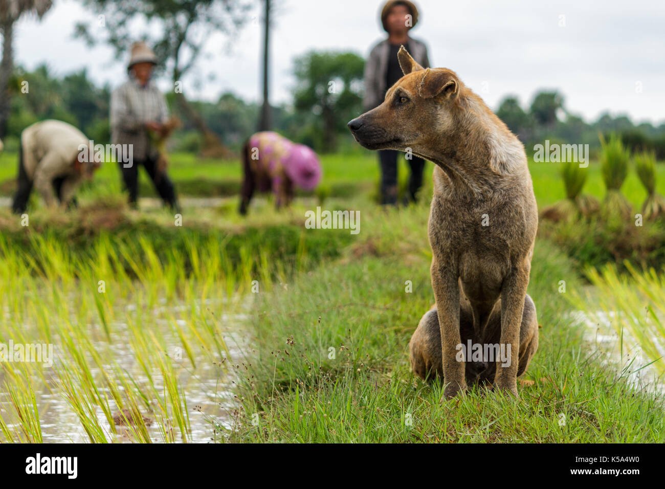 Farmer dog in rice paddy hi-res stock photography and images - Alamy
