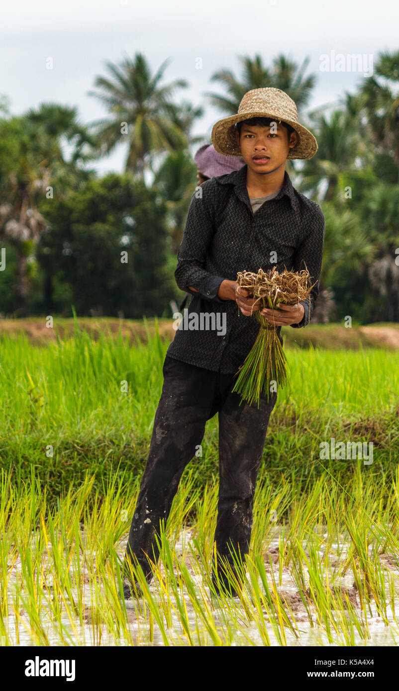 Cambodian farmers plant rice rice hi-res stock photography and images ...