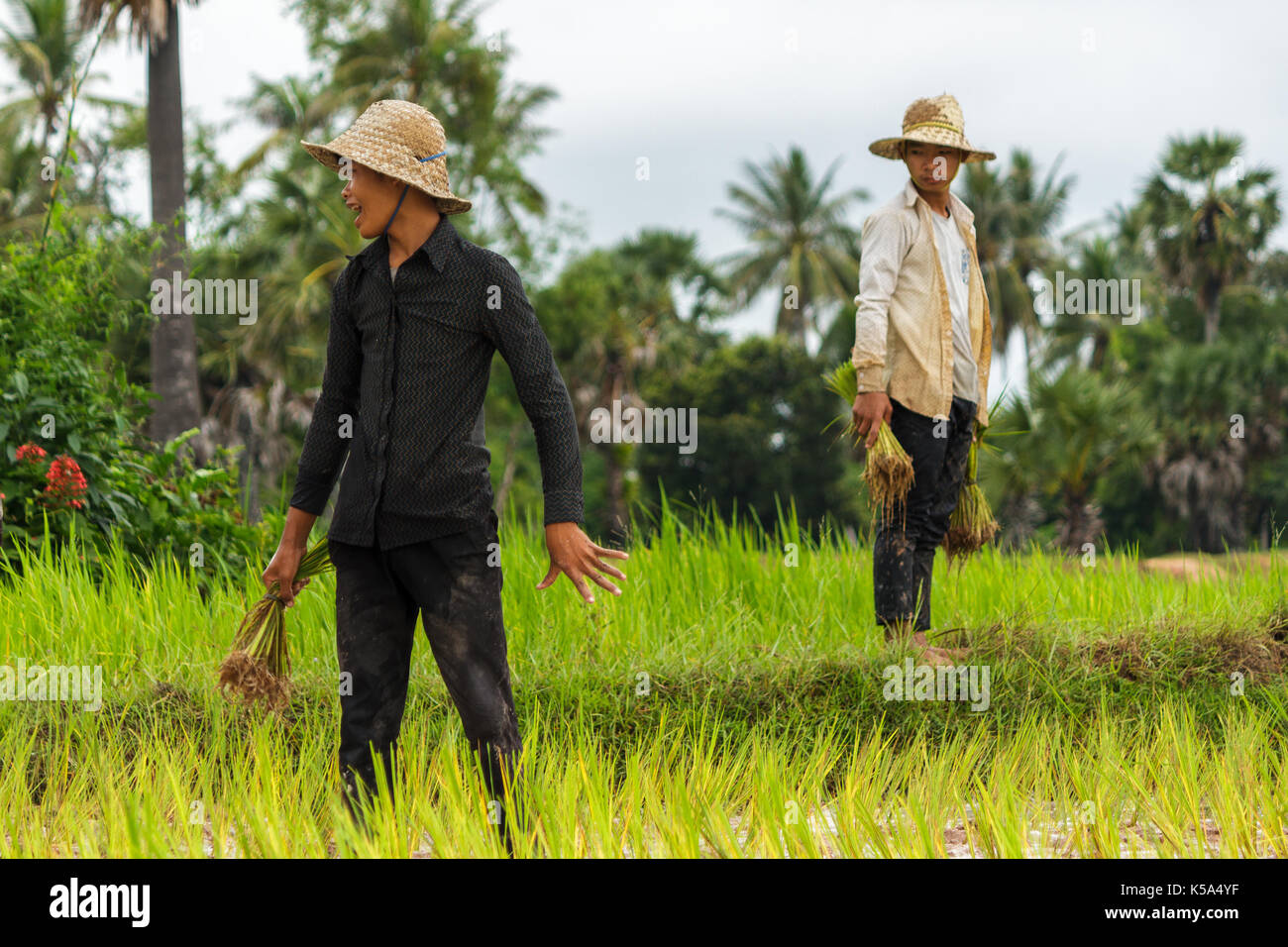 Asian boy in rice field hi-res stock photography and images - Alamy