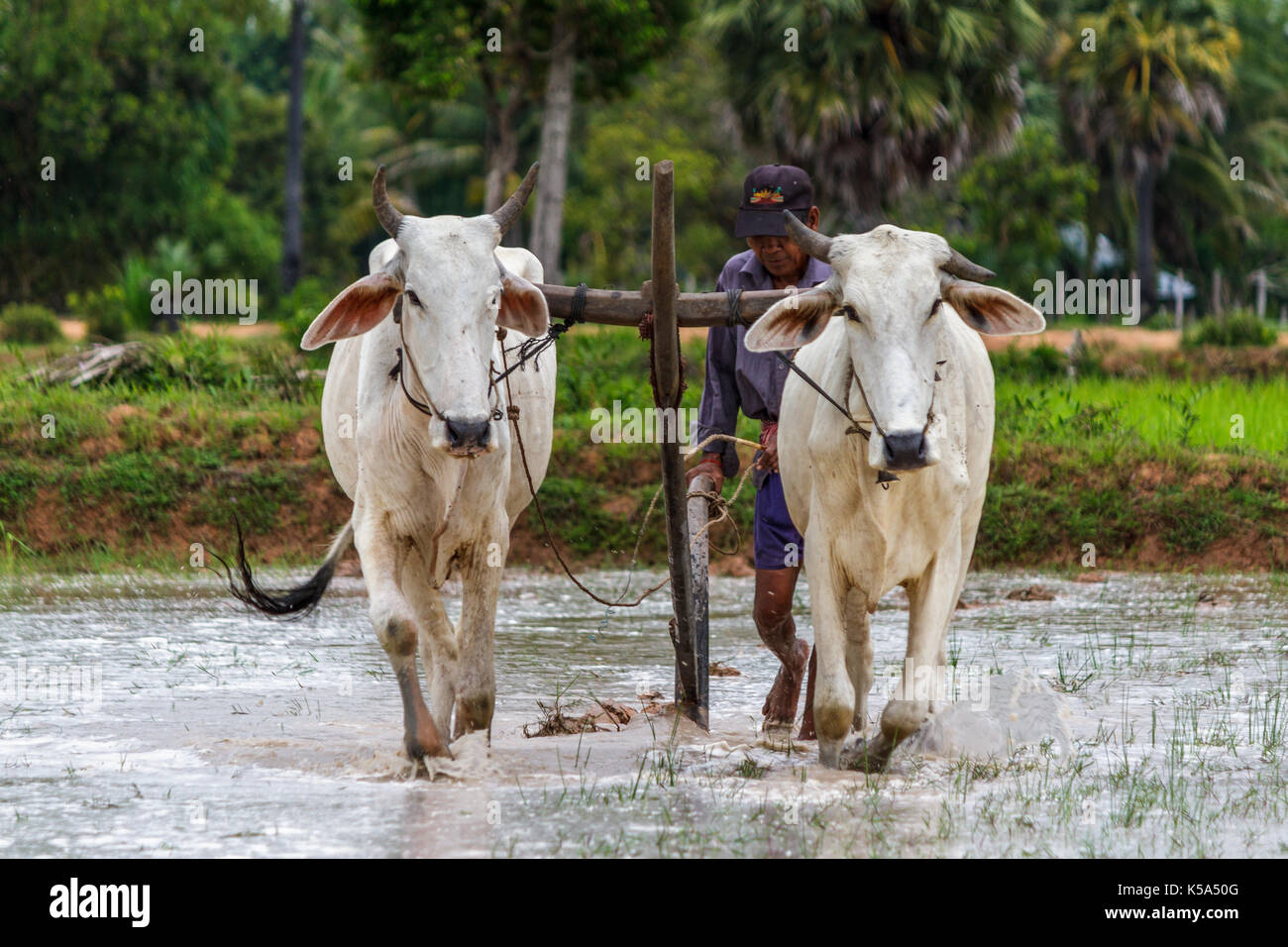 Cambodian rice farming hi-res stock photography and images - Alamy