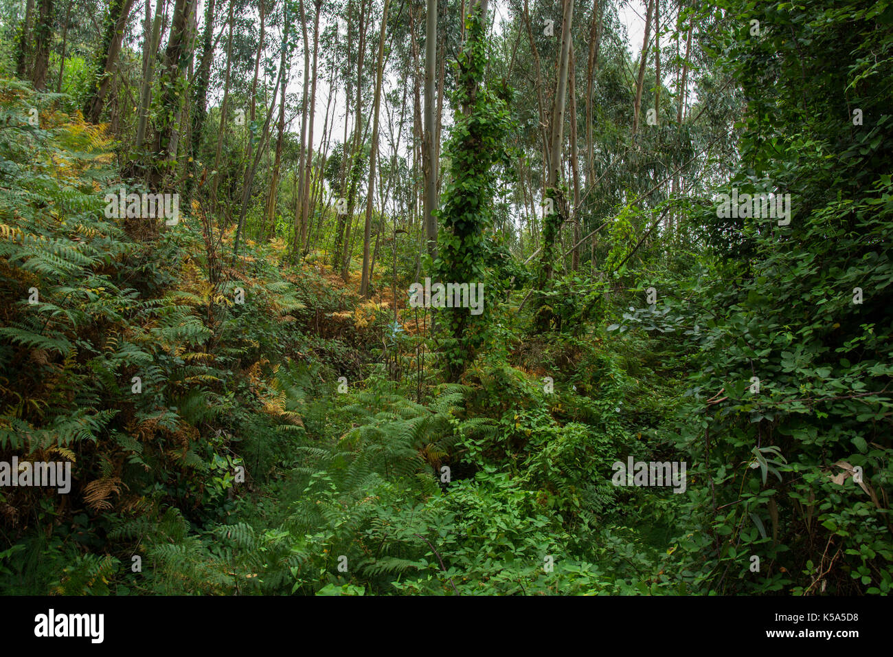 green forest, texture pattern background Stock Photo - Alamy