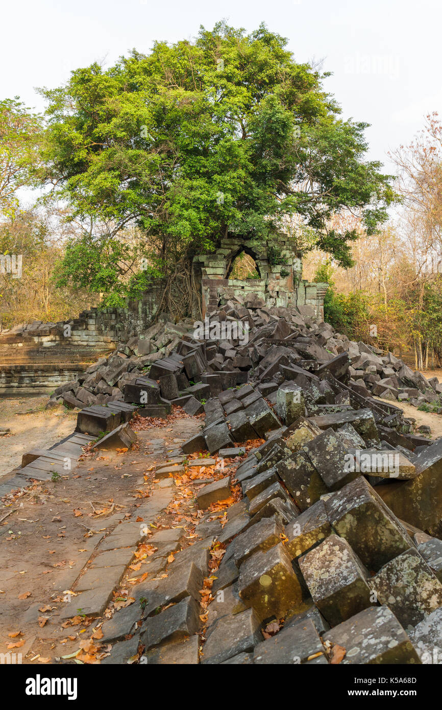 A tree grows out of the temple ruins at Beng Mealea near Siem Reap ...