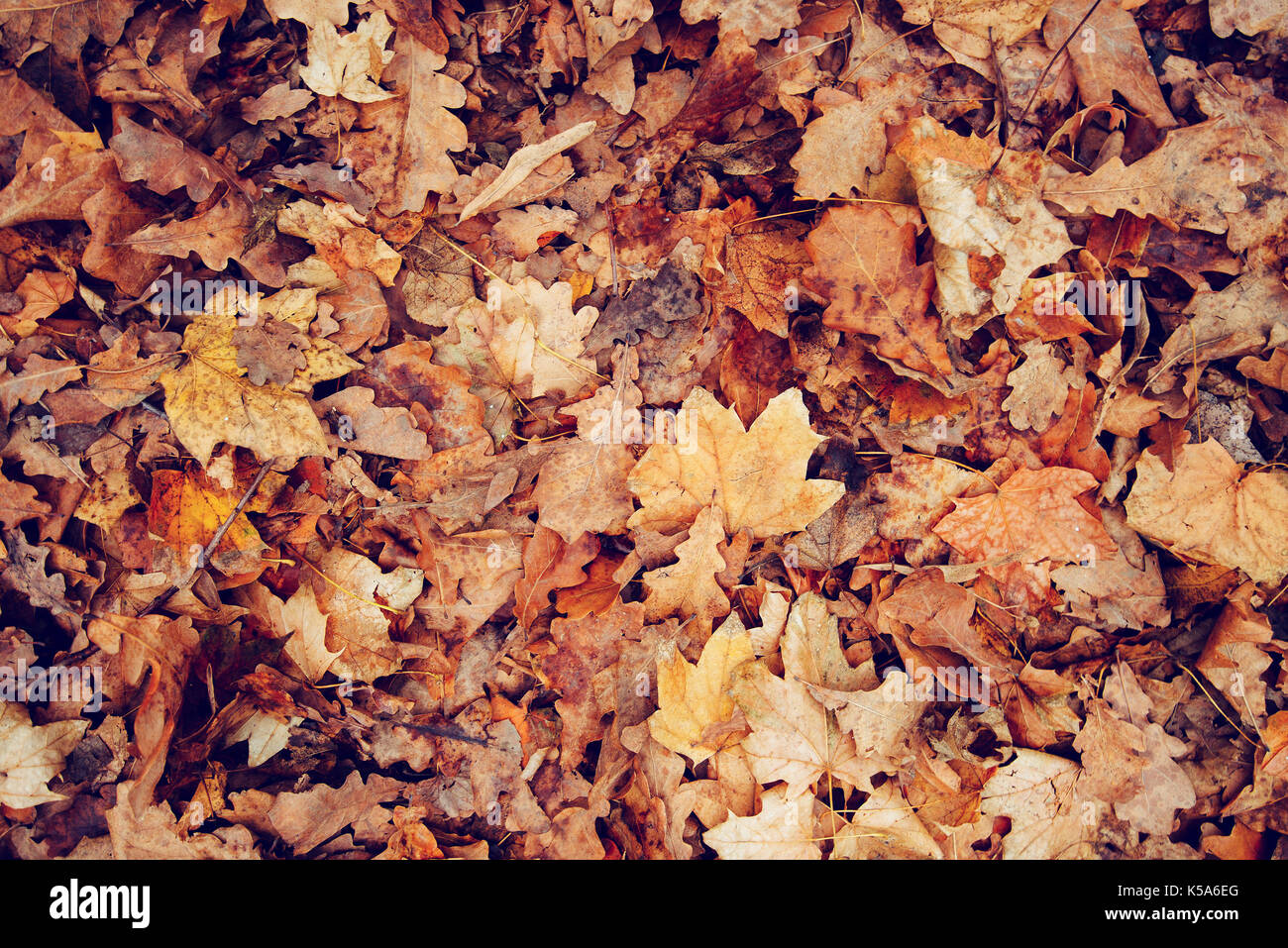 Dry fallen leaves on the ground, abstract autumn background Stock Photo ...