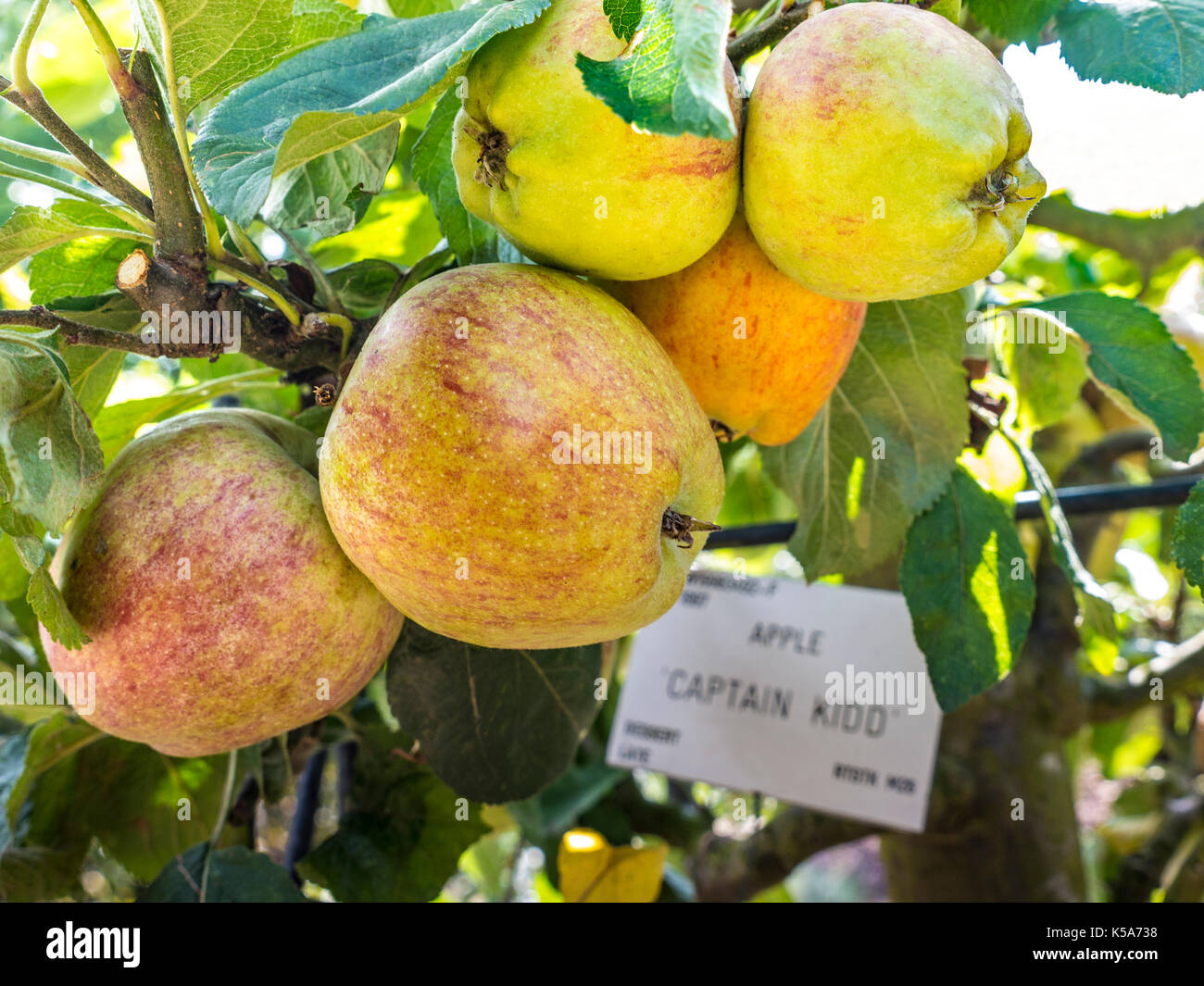 New zealand apple hi-res stock photography and images - Alamy