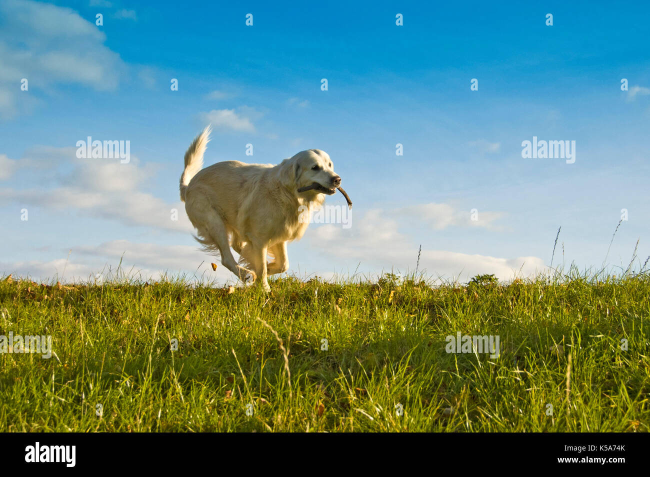 golden retriever dog running and retrieving a wood piece Stock Photo ...