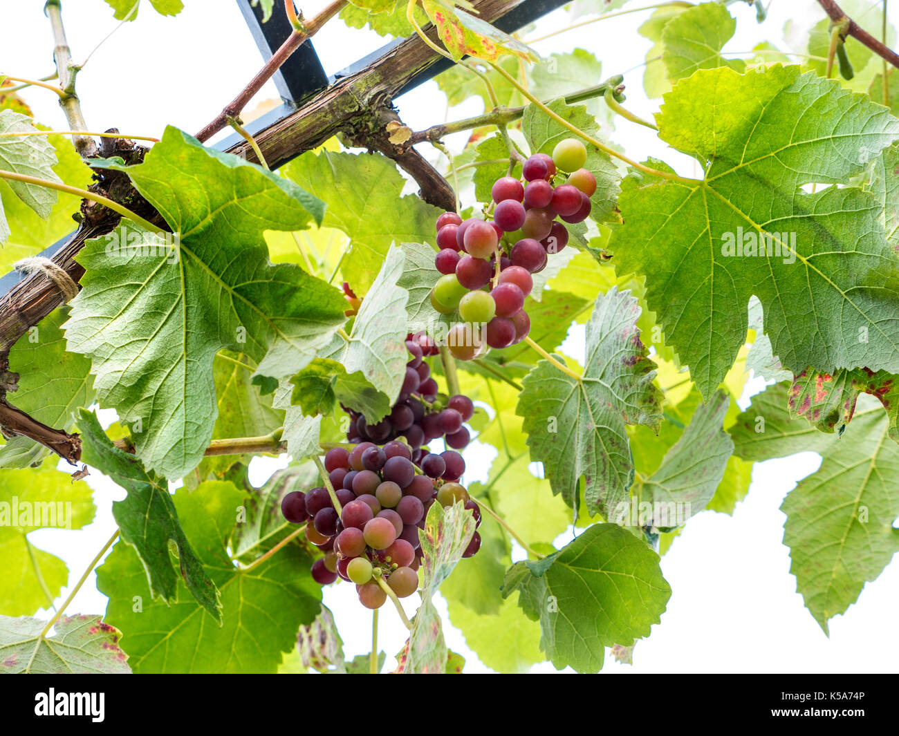 Muscat Grape Stock Photos & Muscat Grape Stock Images - Alamy