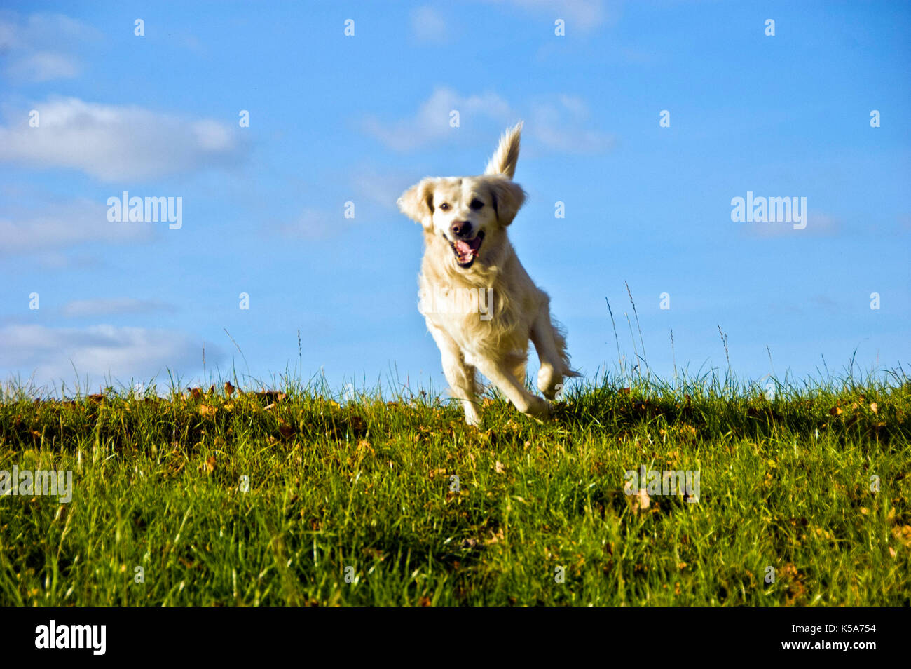 Golden retriever happily running hi-res stock photography and images ...