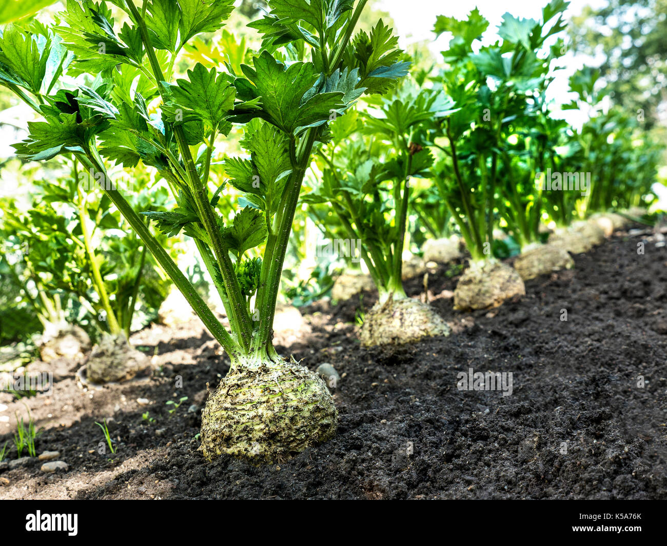 Turnip rotted celery hi-res stock photography and images - Alamy