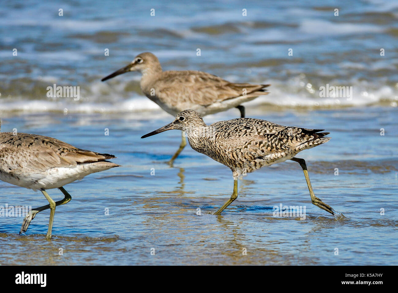 Group running into sea hi-res stock photography and images - Alamy