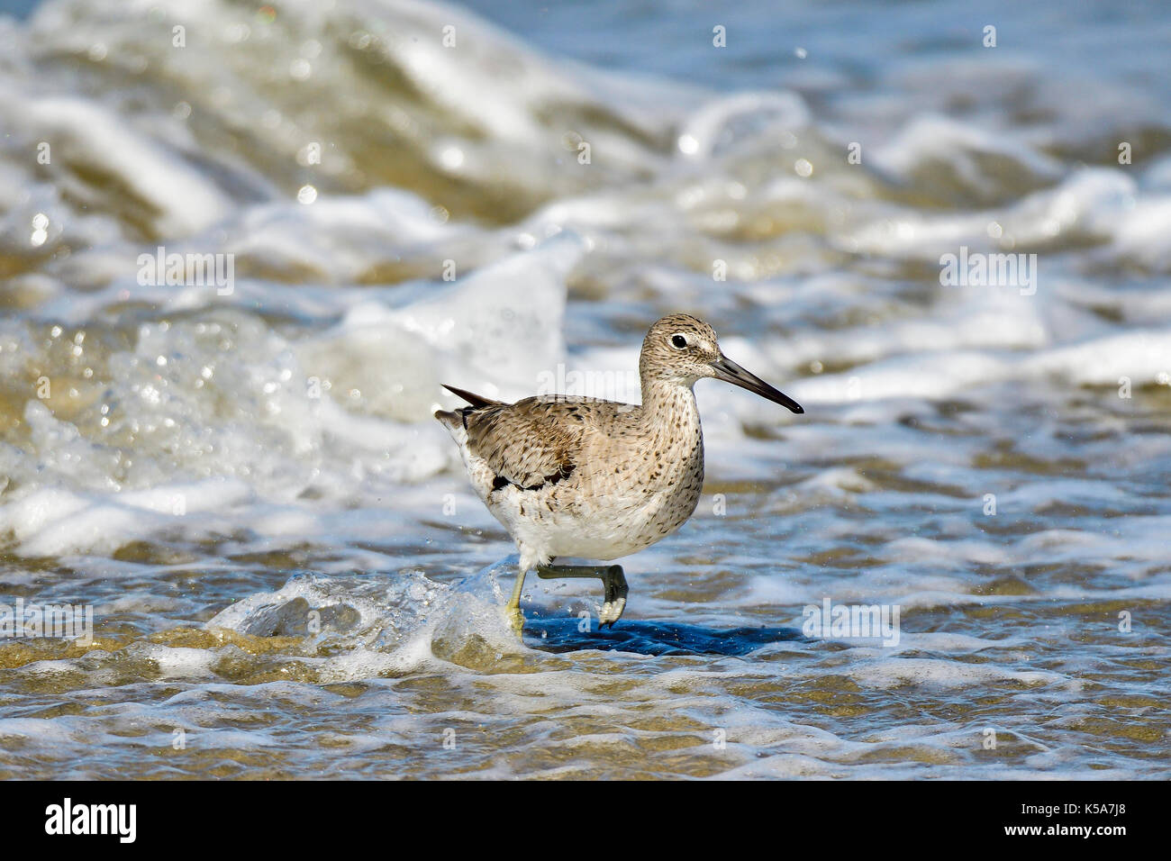 Willet landing hi-res stock photography and images - Alamy