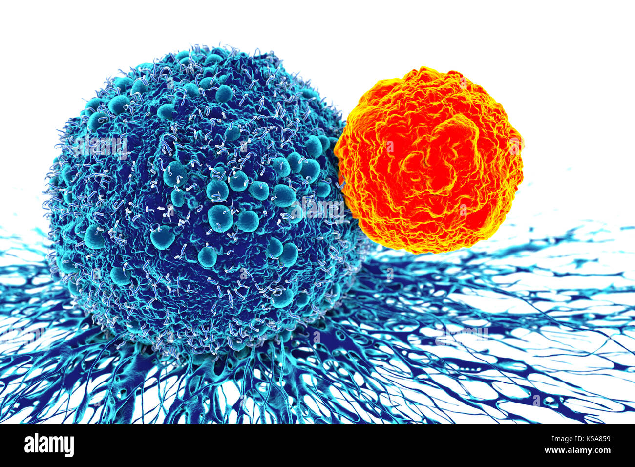 Cancer cell and T cell, illustration Stock Photo - Alamy