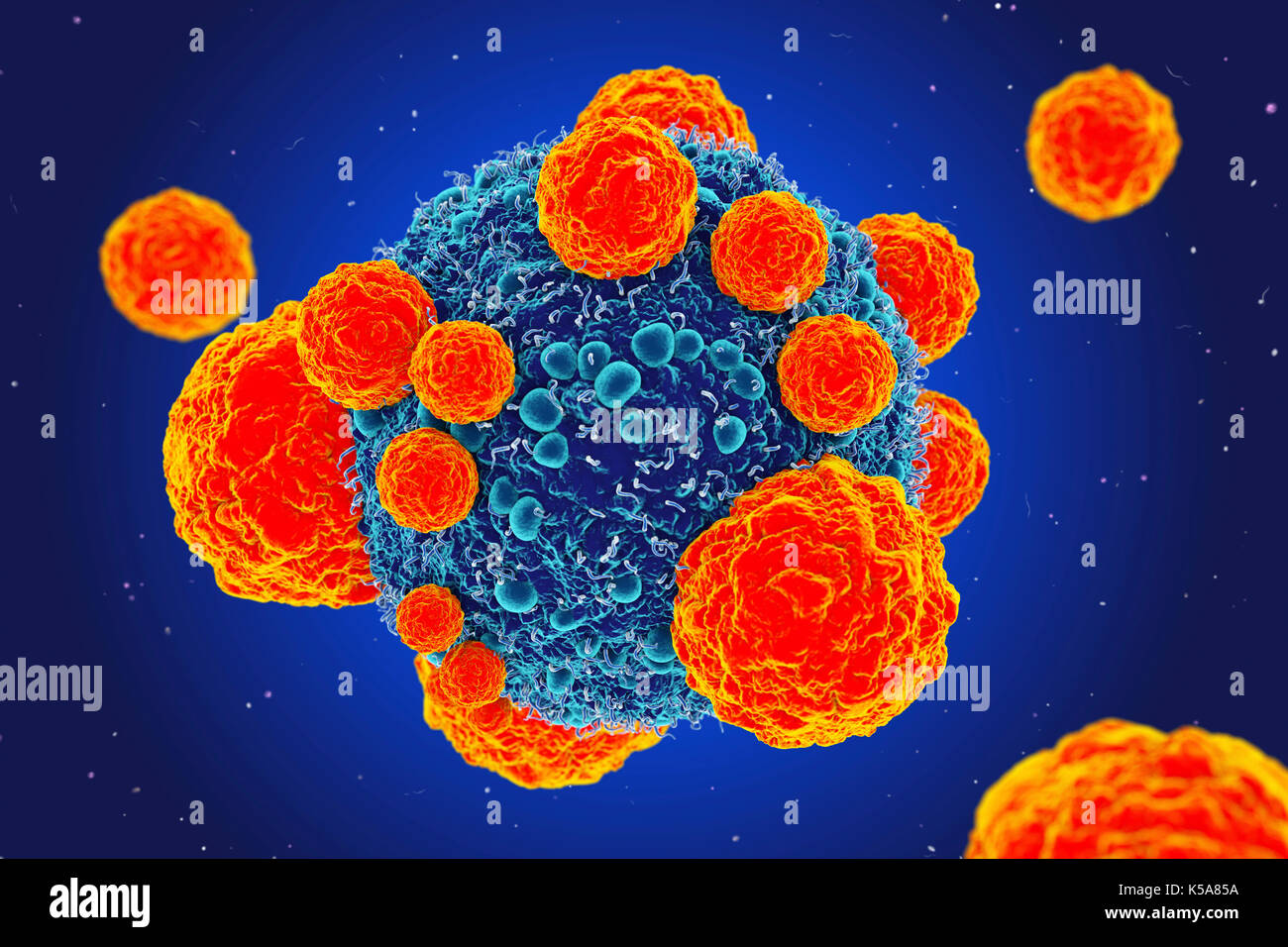 Cancer cell and T cell, illustration Stock Photo - Alamy
