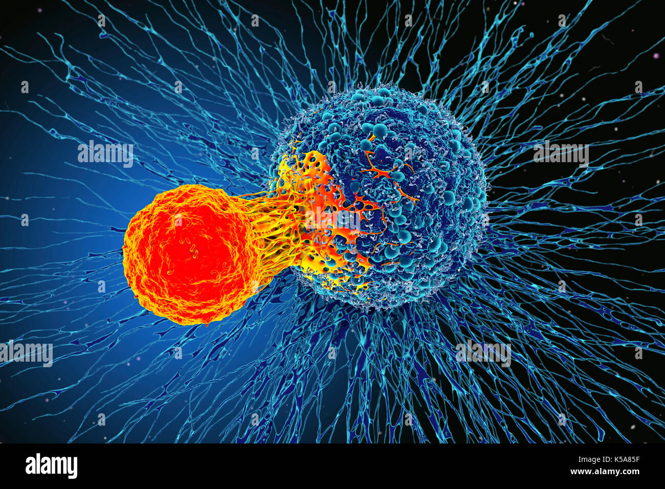 Cancer cell and T cell, illustration Stock Photo - Alamy