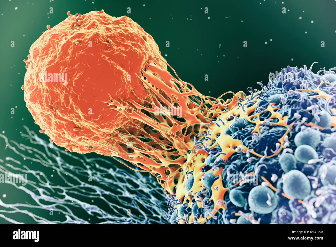 Cancer cell and T cell, illustration Stock Photo - Alamy