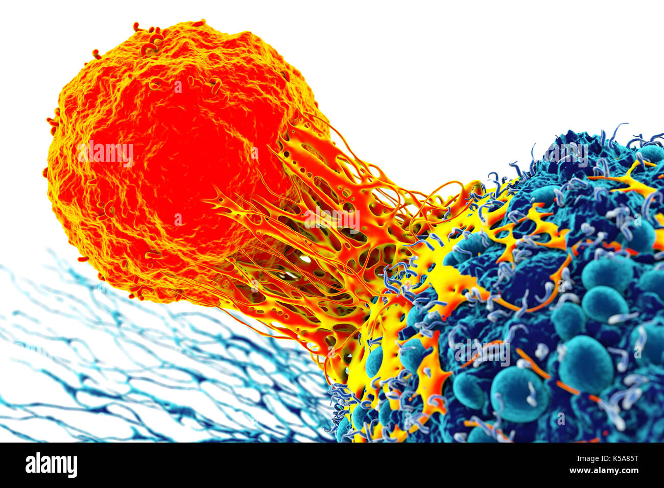 Cancer cell and T cell, illustration Stock Photo - Alamy