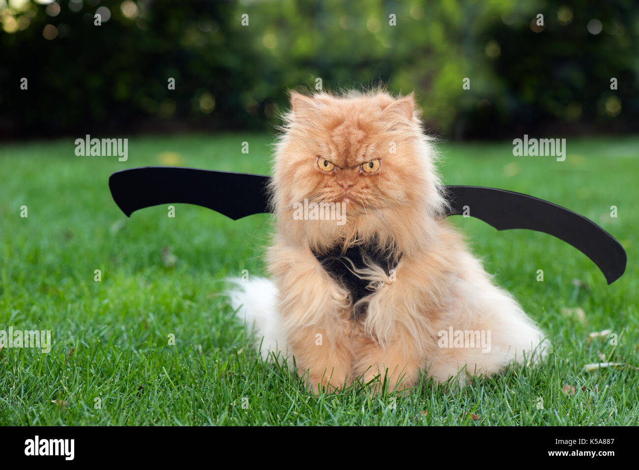 Orange Persian Cat wearing bat costume sitting on grass Stock Photo - Alamy