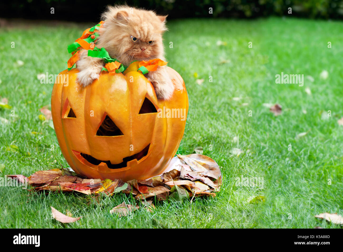 Devil cat hi-res stock photography and images - Alamy