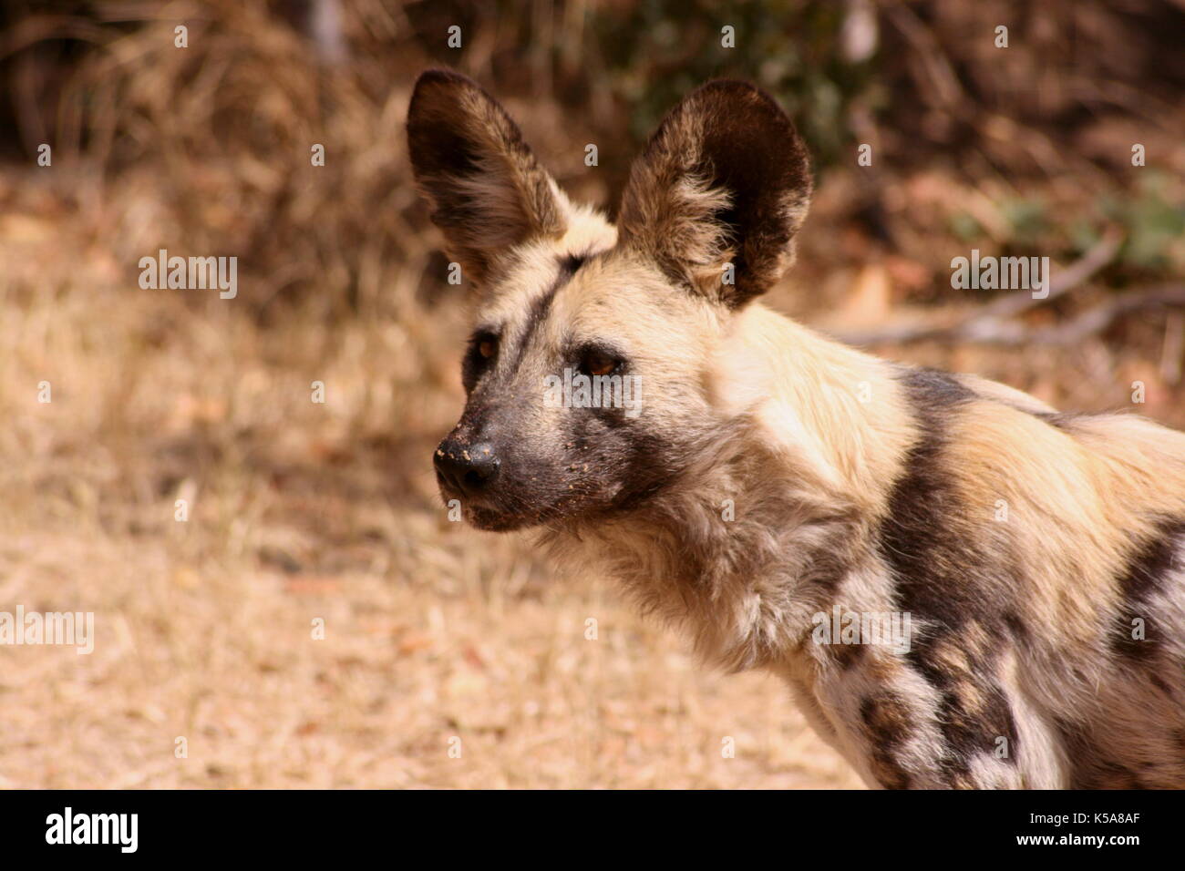 Close up african wild dog face hi-res stock photography and images - Alamy