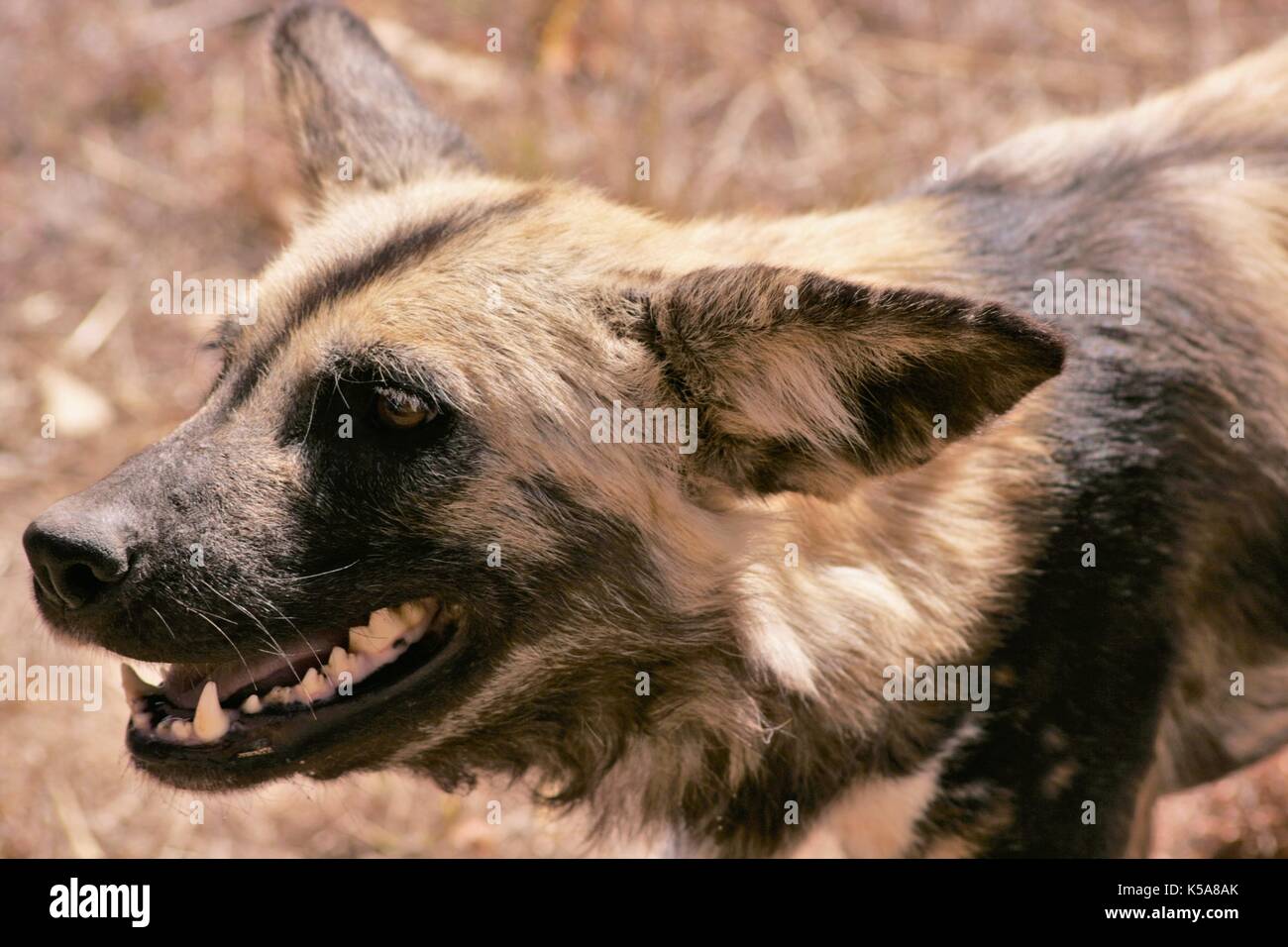 African Wild Dog face in Limpopo Province, South Africa Stock Photo - Alamy