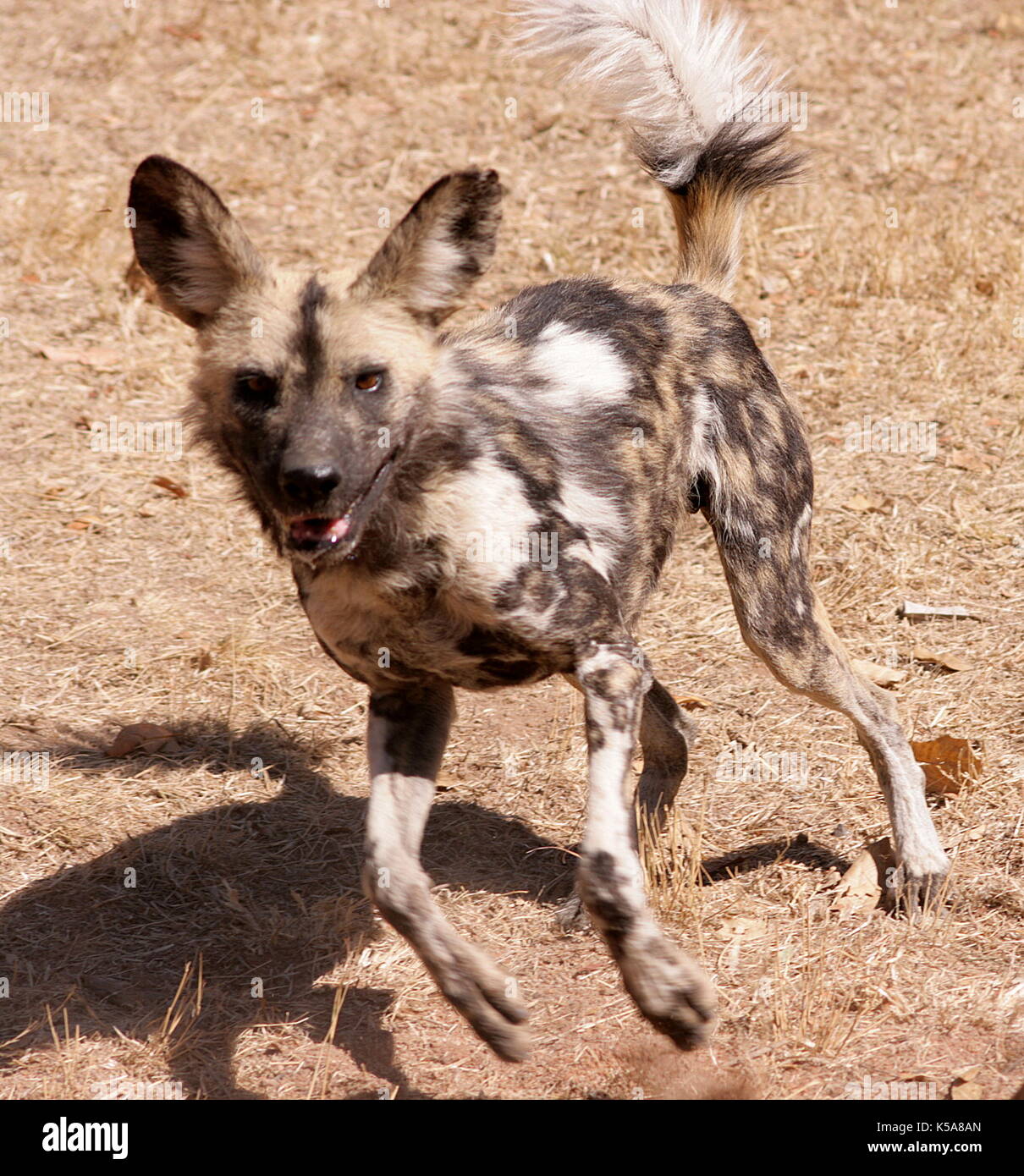African Wild Dog jumping in Limpopo Province, South Africa Stock Photo ...