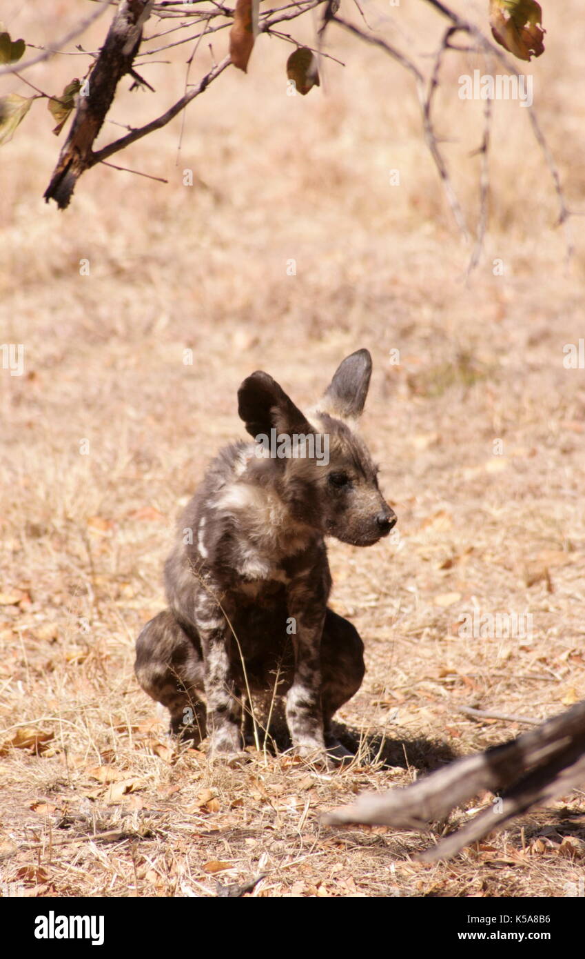 African wild dog baby hi-res stock photography and images - Alamy