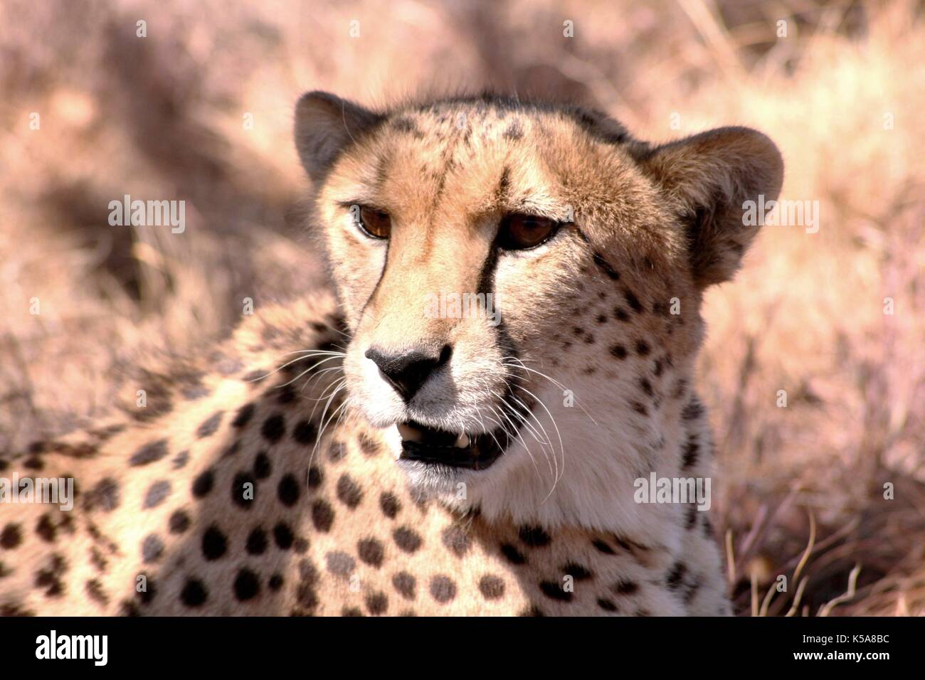 Cheetah face hi-res stock photography and images - Alamy