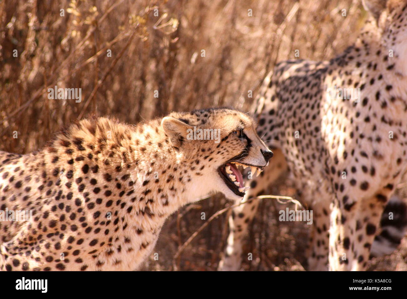 Cheetah baring teeth in Limpopo Province, South Africa Stock Photo - Alamy