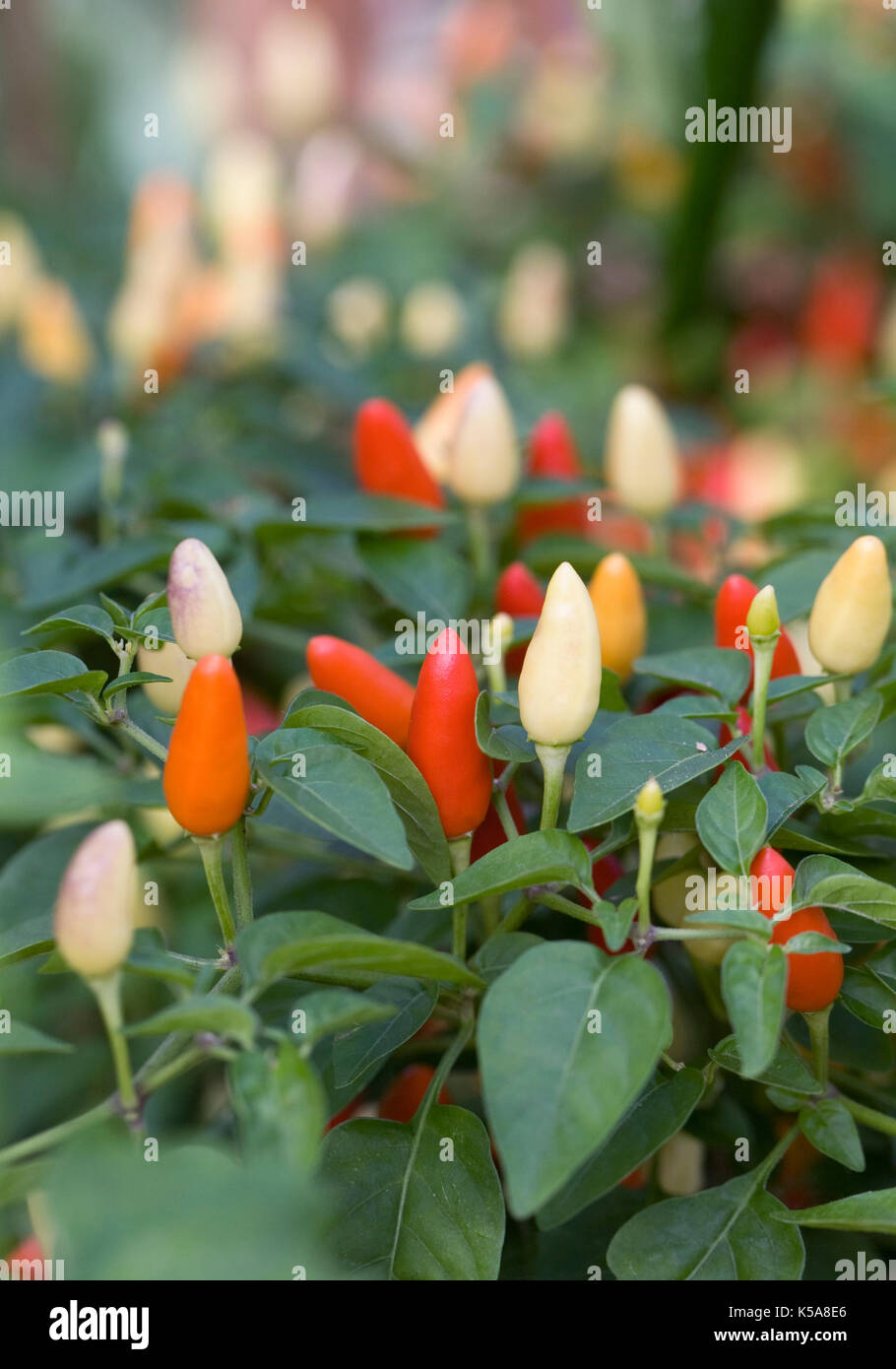 Chilli plants hi-res stock photography and images - Alamy