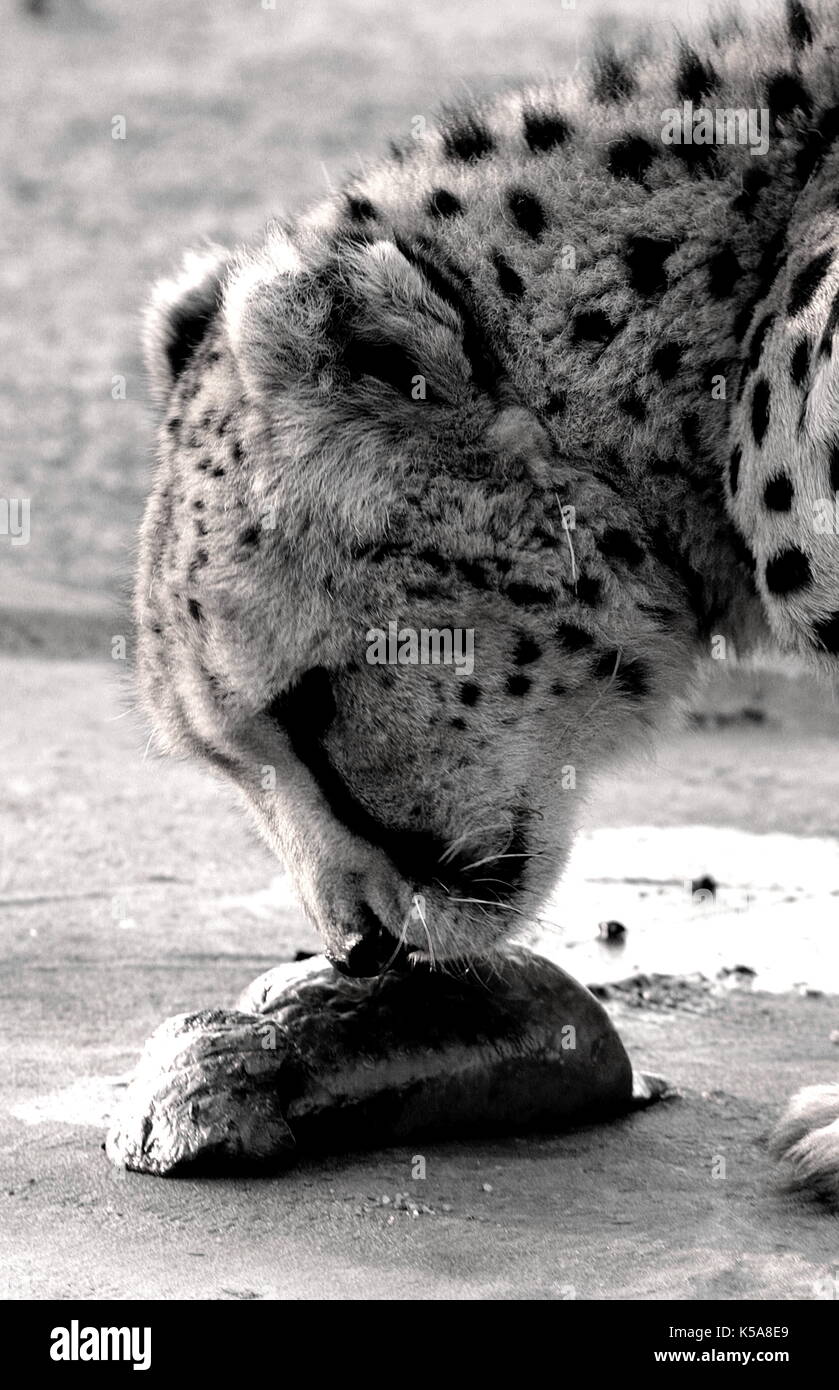 Black and white Cheetah eating in Limpopo Province, South Africa Stock ...