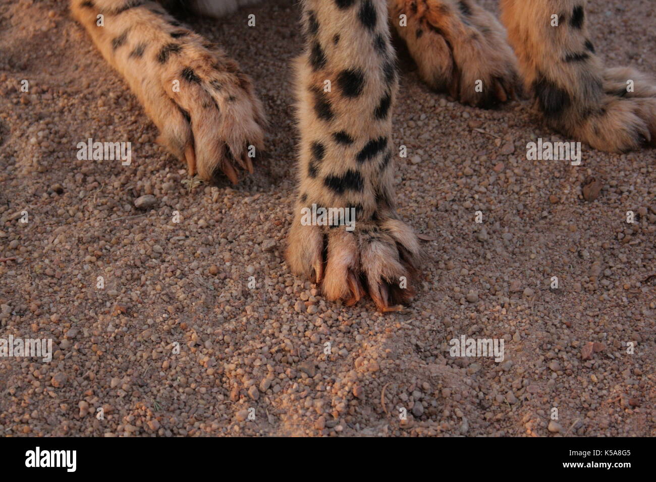 Cheetah's legs up close in Limpopo Province, South Africa Stock Photo ...