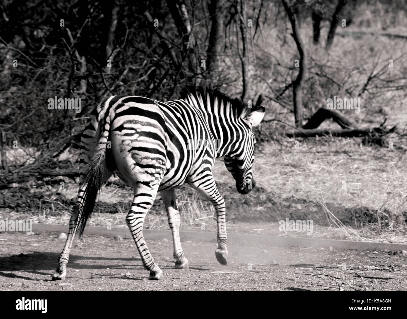 Black and white of a wild Burchell's Zebra charging in the bush in ...