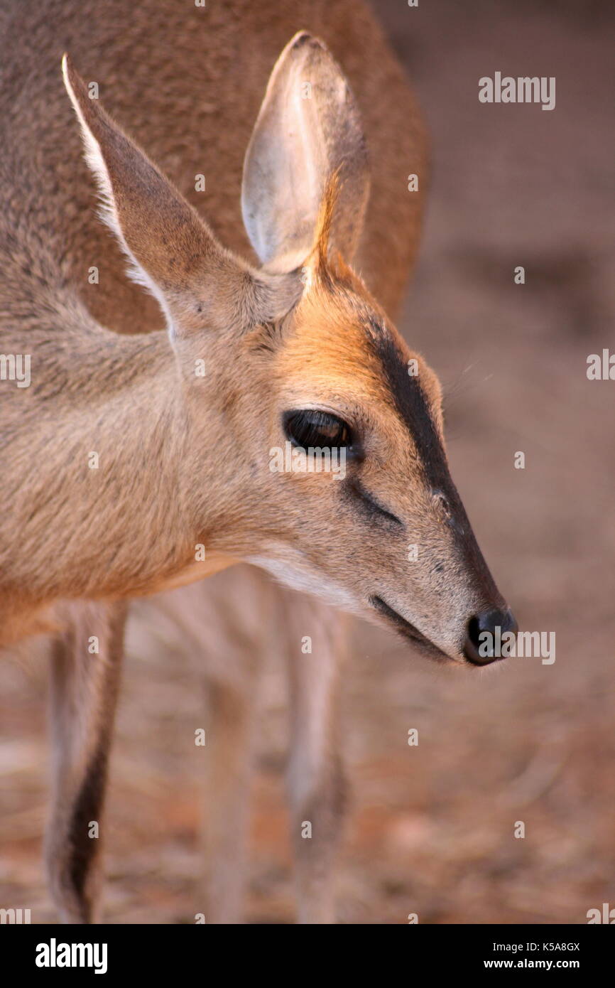 Common duiker hi-res stock photography and images - Alamy
