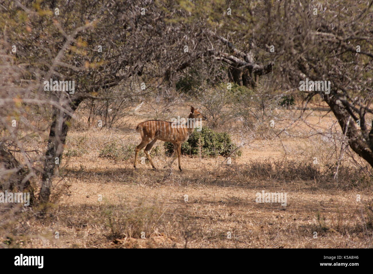 Female Nyala walking through Acacia trees in Limpopo Province, South ...