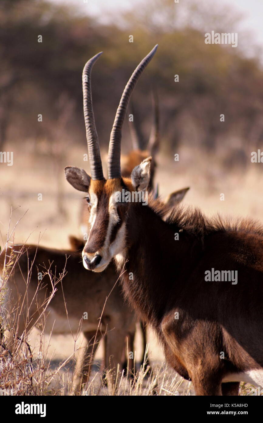 Sable Antelope in South Africa Stock Photo - Alamy
