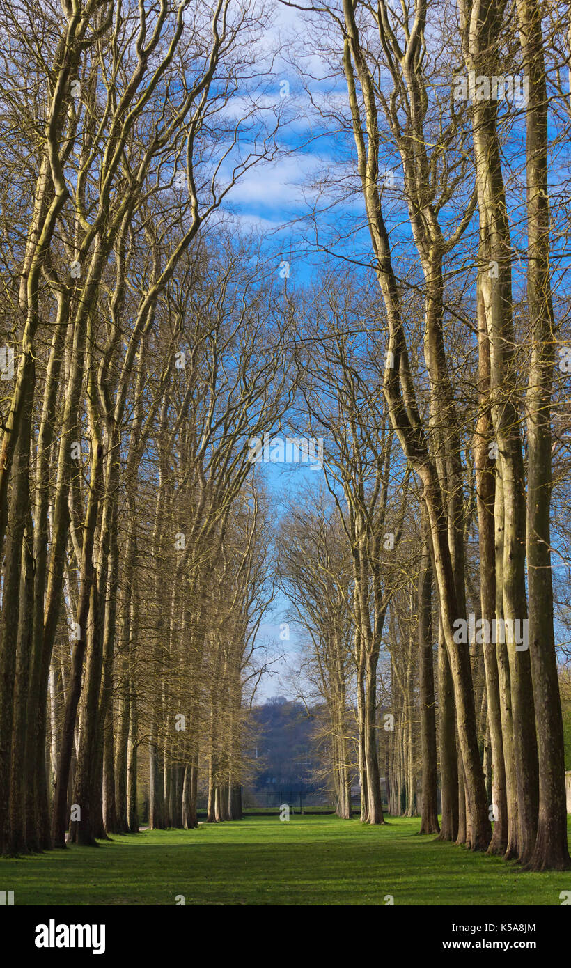 Beautiful scenic view of the Versailles forest , Paris, France Stock ...