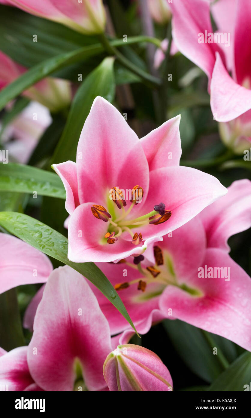 Lily dalian flowers hi-res stock photography and images - Alamy