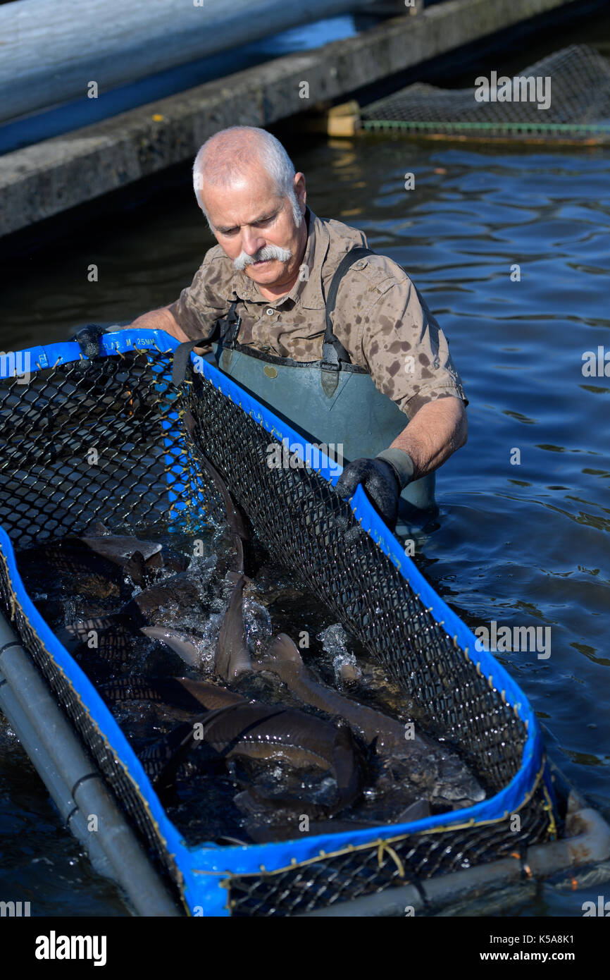 Portrait senior farmer checking hi-res stock photography and images - Alamy