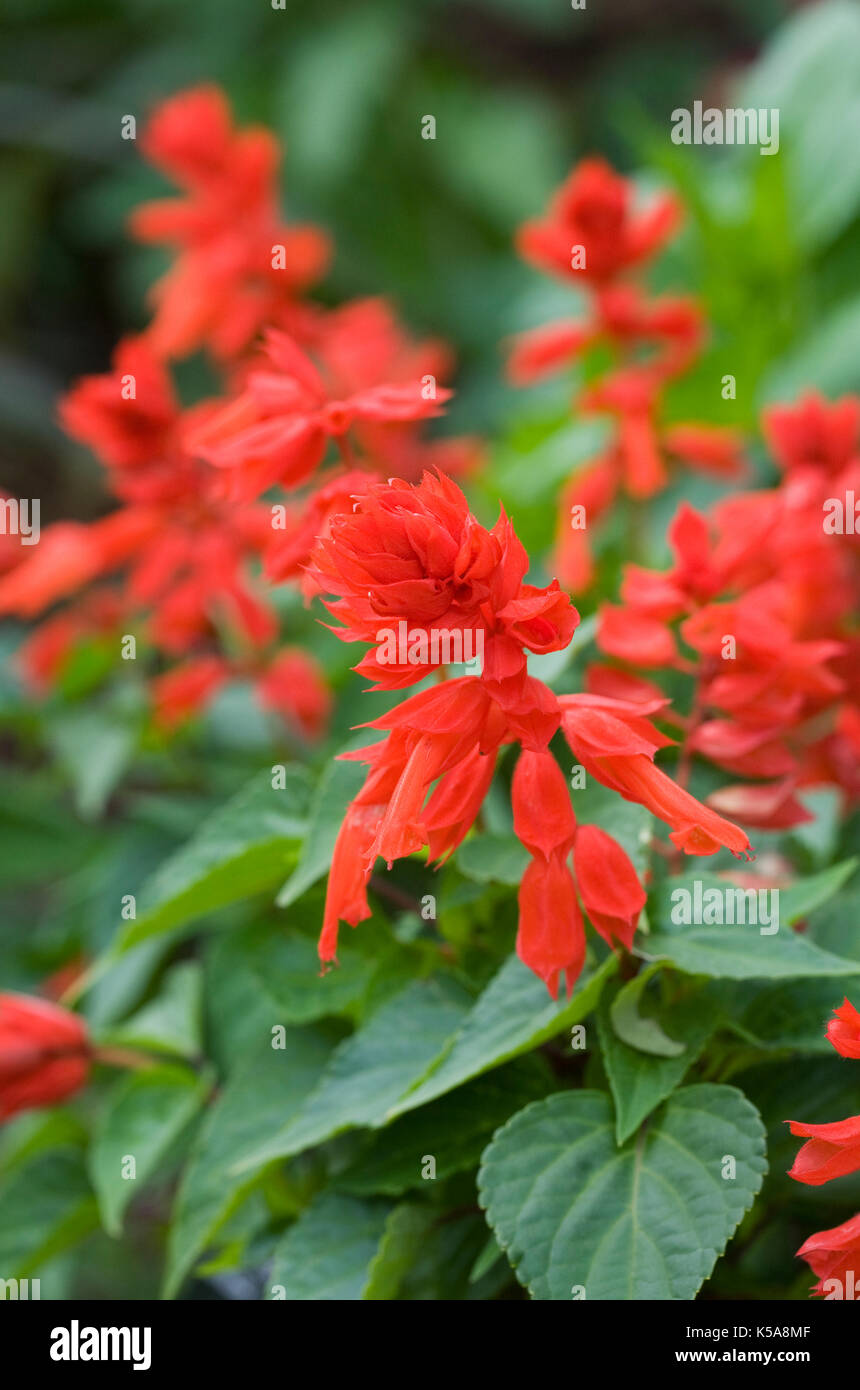Scarlet sage salvia splendens hi-res stock photography and images - Alamy