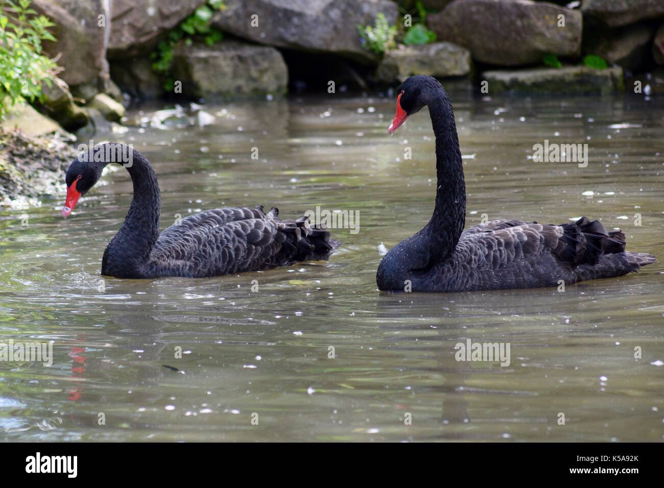 Birds from Slimbridge in Gloucester black swans Stock Photo - Alamy