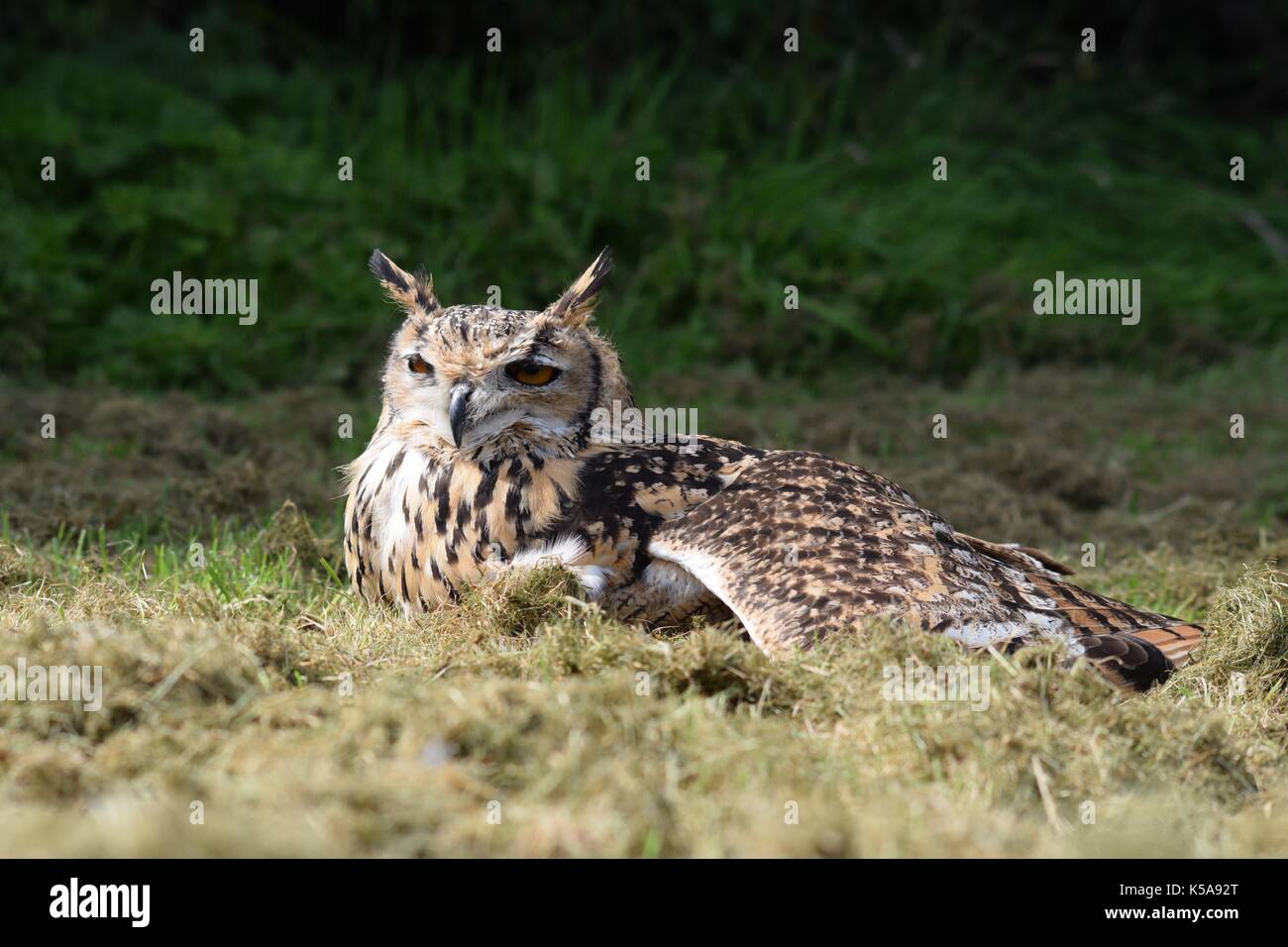 Chilling owl hi-res stock photography and images - Alamy