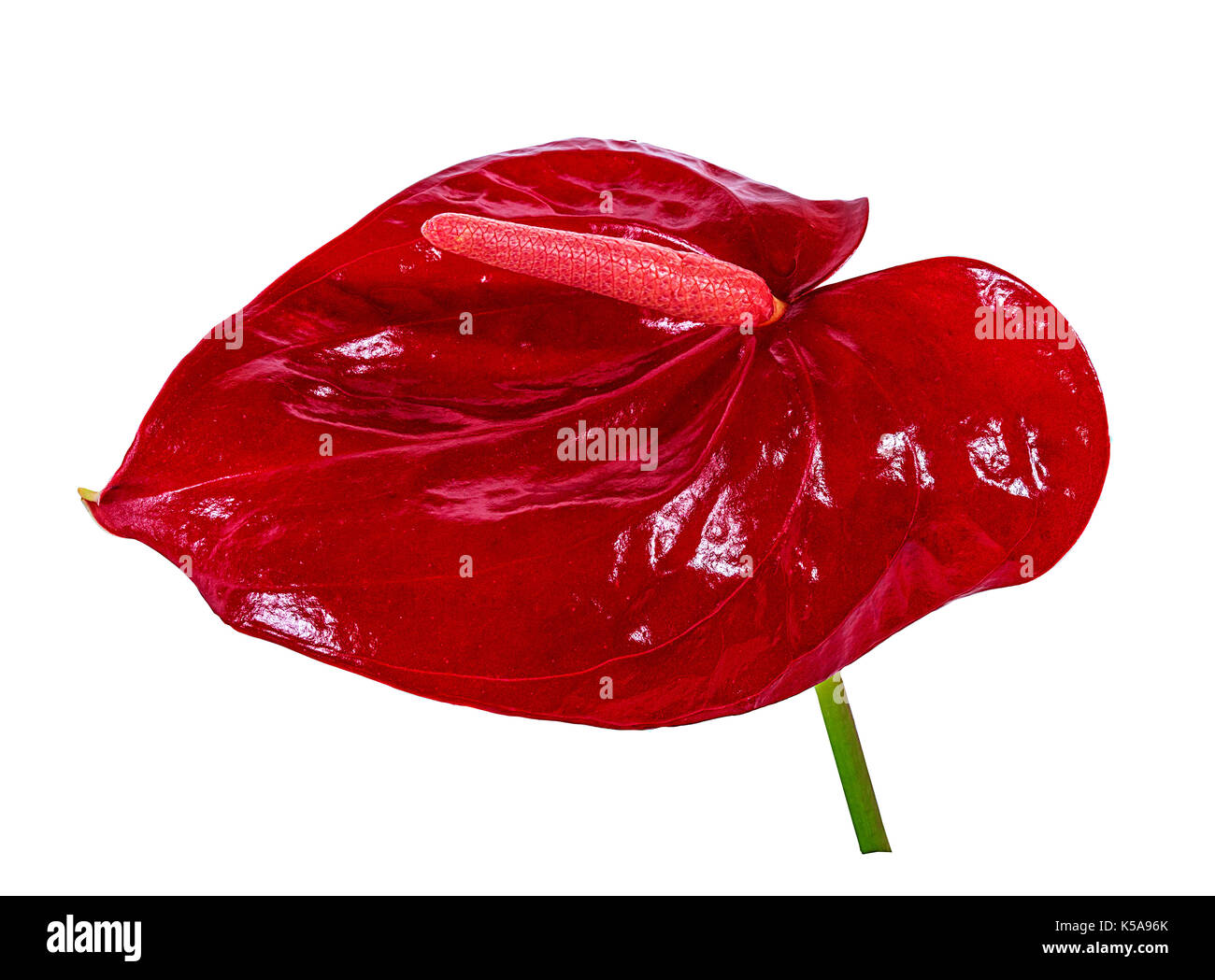 Calla lily red flower hi-res stock photography and images - Alamy