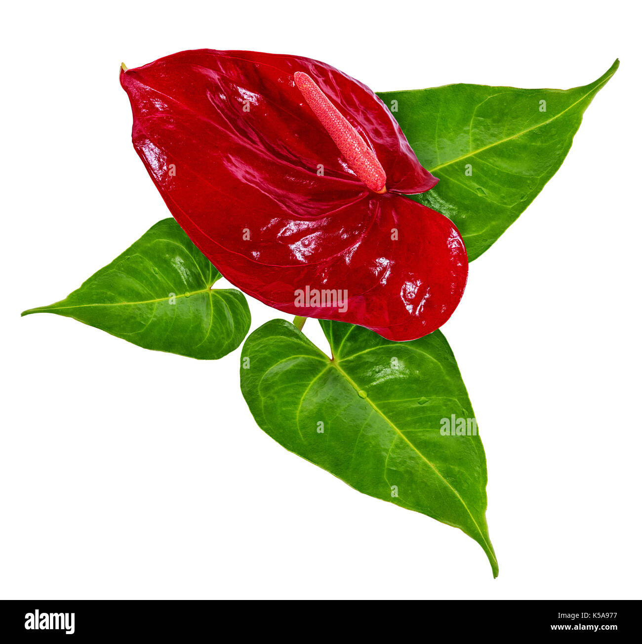 Calla lily red flower hi-res stock photography and images - Alamy