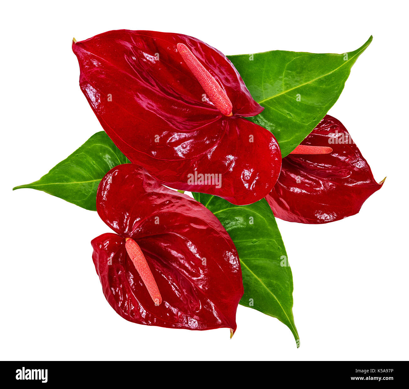 Red calla lily hi-res stock photography and images - Alamy